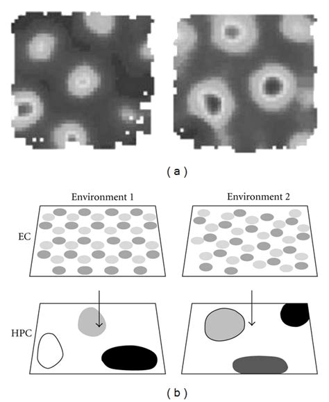 A Data Adapted From Fyhn Et Al 30 Showing How Grid Fields Remap
