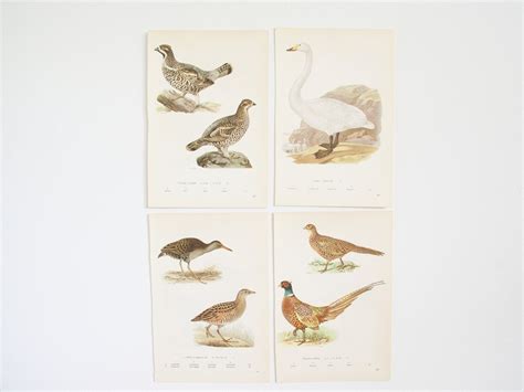 vintage 4 old bird book pages color illustrations from original book