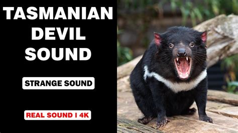 Real Tasmanian Devil Sounds High Quality Interesting Tasmanian