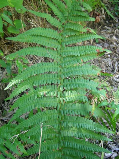 Flora Of New Zealand Taxon Profile Dryopteris