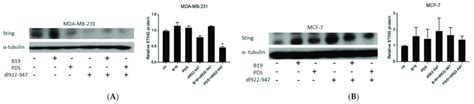 Expression Of Sting In Breast Cancer Cells The Image Represents The