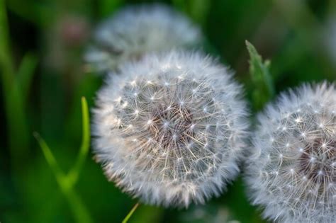 Premium Photo Beautiful White Dandelion Flowers Closeup