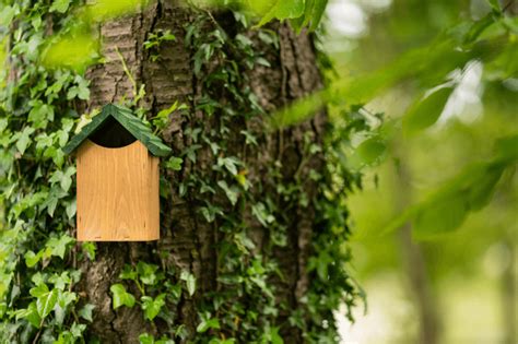Robin Nest Box Tom Chambers Open Front To Attract Robins