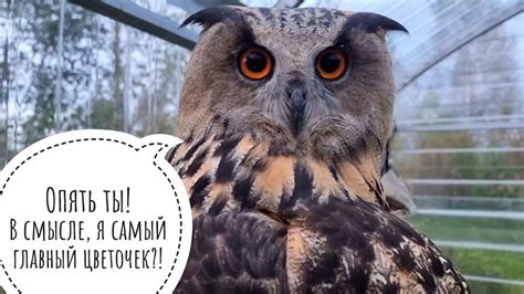 Сова Ёль стала меньше негодовать из за сыча Лучика страшно заходить в совешню Смотр вечерних