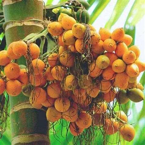 Palm Seeds Tropical Varieties For Home Gardens Buy Now