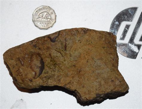 Halloween Flexicalymene Trilobite Fossil Hunting Trips The Fossil Forum