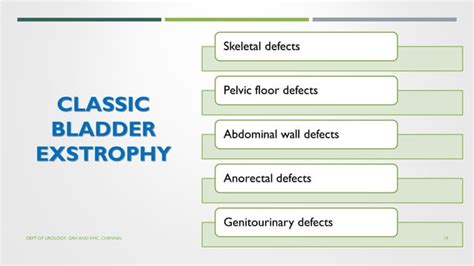 Pediatric Urology Bladder Extrophy And Epispadias Complex Pdf Pregnancy Reproductive Health