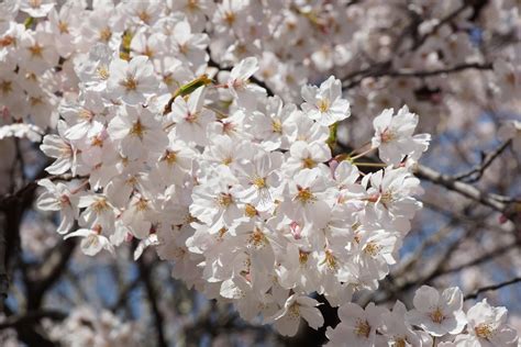 벚꽃 하얀 꽃잎 체리 Pixabay의 무료 사진