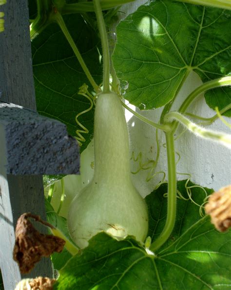 Bull Sveens Hageblogg Kalebass