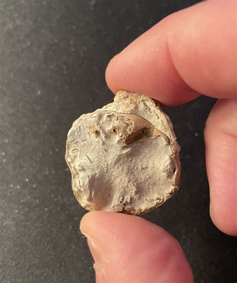 Fossil Crab Fossil Id The Fossil Forum