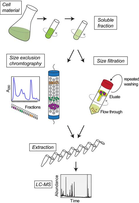 Experimental Workflow Cells Were Extracted Using Native Buffer Native