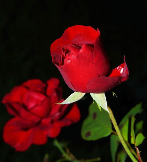 Mais de 200 000 imagens grátis de Rosas Brancas e Rosas Pixabay