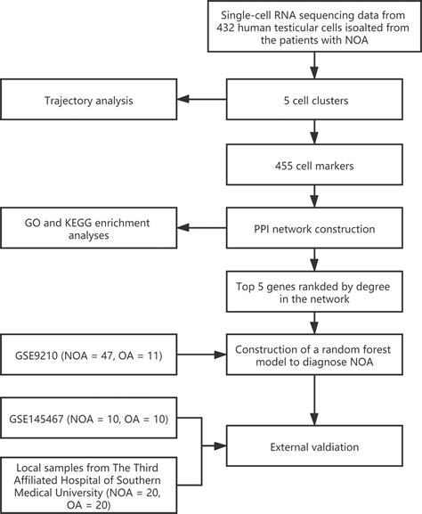 aging construction and external validation of a 5 gene random forest