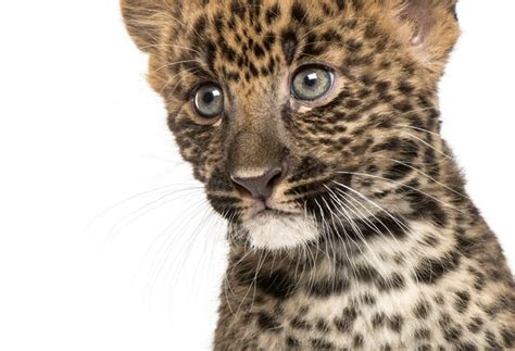 Premium Photo Close Up Of A Spotted Leopard Cub Starring At The Camera