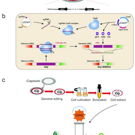 development of a k pneumoniae based cfps system a the genes wzi