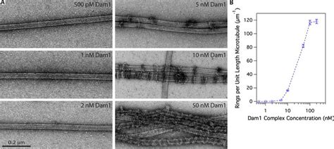 Assembly Of Oligomeric Rings Of The Dam1 Complex Around Microtubules