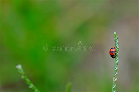 Discovering The Wonders Of Nature S Tiny Guardians Ladybugs Nature S Colorful And Beneficial