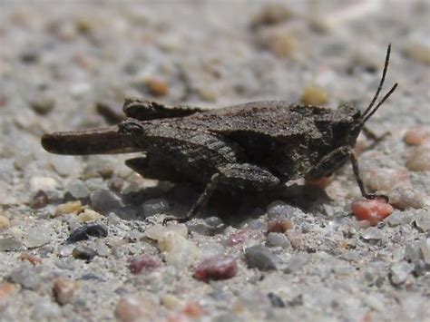 Tetrigidae Tetrix Bugguide Net