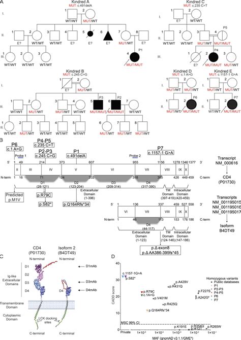 Autosomal Recessive Cd4 Deficiency A Pedigree Showing Familial