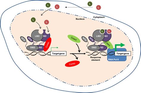 Schematic Structure And Functioning Of Nuclear Receptors Bound As