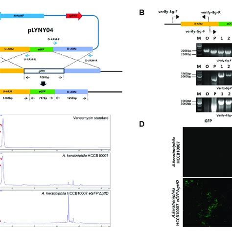 Crisprcas9 Mediated The Deletion Of Gtfd And The Insertion Of Egfp In