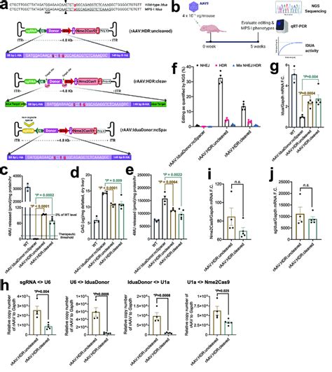 Reduced Clinical Disease Manifestation In A Mouse Model Of Download Scientific Diagram
