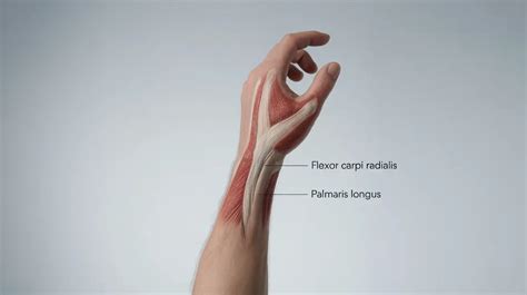 Understanding Wrist Flexion Key Functions And Tips