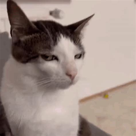 Thousand Yard Stare Cat  Thousand Yard Stare Cat Kitty Discover