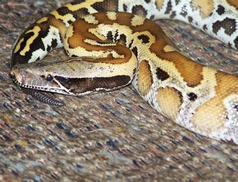 20 Types Of Pythons Species Facts And Photos