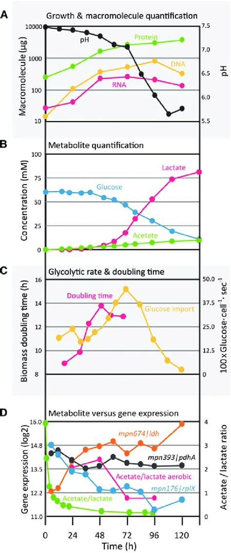 Determination Of Various Metabolic Parameters In Growing Cultures