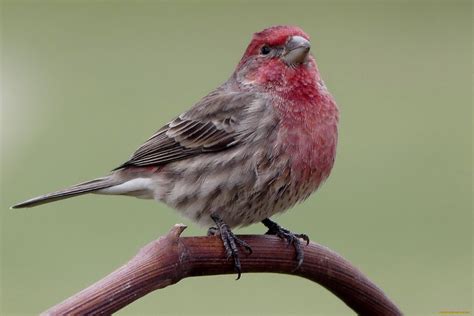 Птица с бордовой грудкой 35 фото красивые фото и картинки Pofoto Club