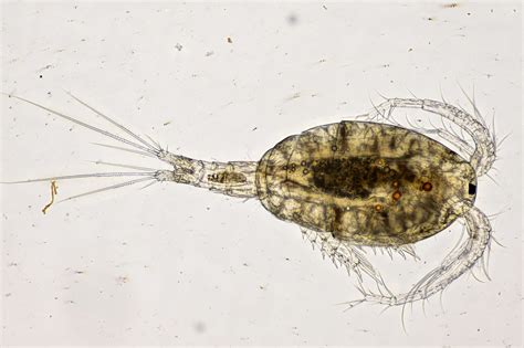 Site Visit 137 Loch Of Trondavoe The Microscopic Life Of Shetland Lochs