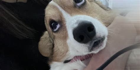 롱부츠 물어 뜯은 뒤 엄마가 아직도 화 났는지 눈치 힐끔 힐끔 살피는 웰시코기 애니멀 플래닛