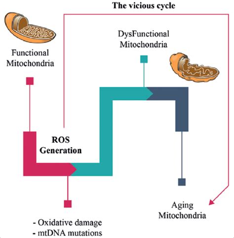 Schematic Representation Of The Mitochondrial Free Radical Theory
