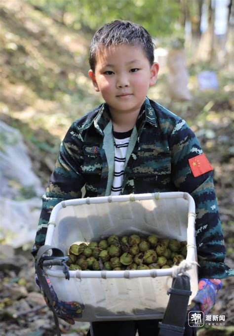临安山核桃最快啥时能吃到？价格贵吗？潮新闻帮大家打听 腾讯新闻