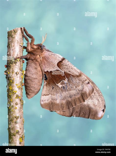 Polyphemus Moth Egg