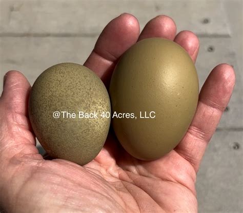 Olive Egger Chicks The Back 40 Acres Llc