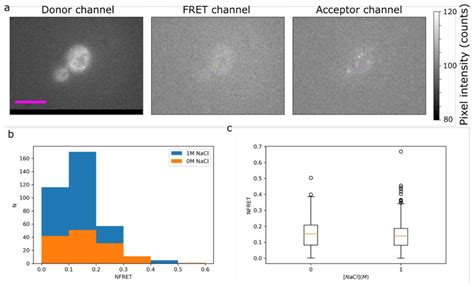 Slimfield Microscopy For Single Molecule Detection Invivo Of Crge2 3 Download Scientific Diagram