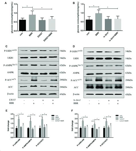 sirt1 inhibition weakened the effect of bbr on the ampk pathway and