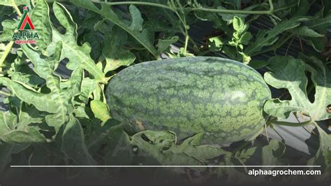 Thuốc Trừ Bệnh Polyoxin B 10 Wp Staroxin 10wp Alpha Agrochem