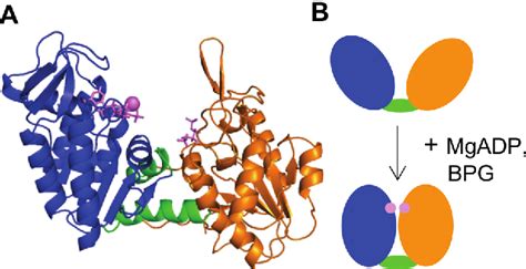 Figure 1 From An Allosteric Signaling Pathway Of Human 3 Phosphoglycerate Kinase From Force