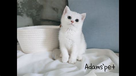실버쉐이드브리티쉬숏헤어분양 모색이 매력있는 냥이🤎 Youtube