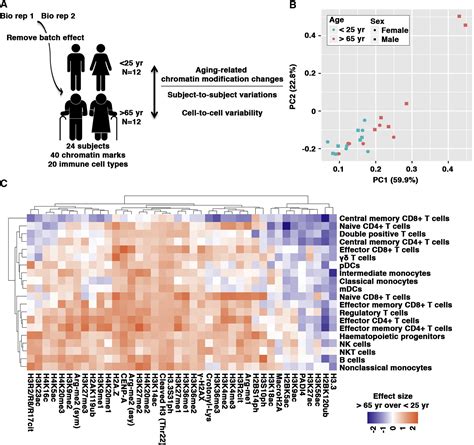 Single Cell Chromatin Modification Profiling Reveals Increased
