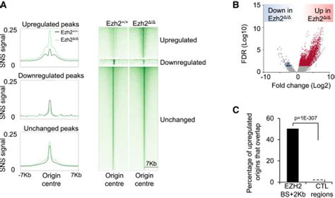 Loss Of Ezh2 Function Remodels The Dna Replication Initiation Landscape