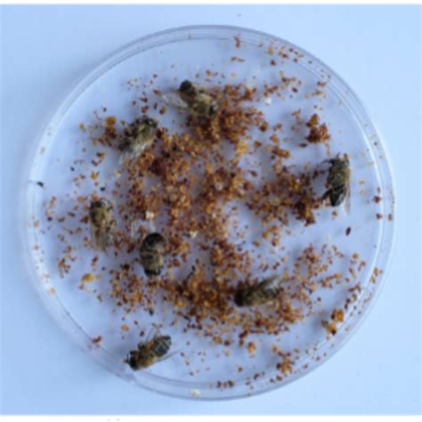 bee dataset but hs1 kaggle