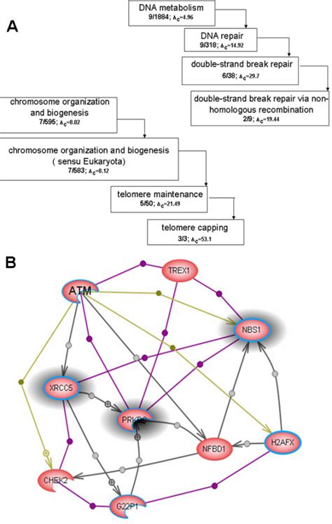 An Overlap Between A Network Cluster Obtained By Potts Algorithm 31