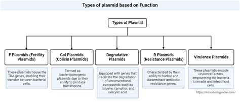 Types Of Plasmid Based On Function