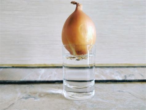 Як виростити на балконі петрушку зелену цибулю та кріп Life