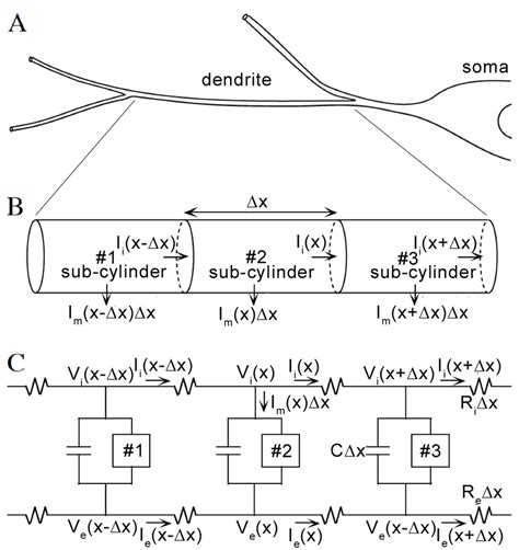 14 A Sketch Of A Portion Of The Dendritic Tree Of A Neuron Emerging Download Scientific