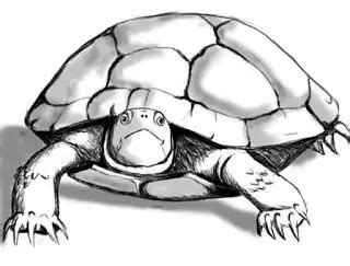 How To Draw A Turtle Step By Step Instructions For Beginners Art